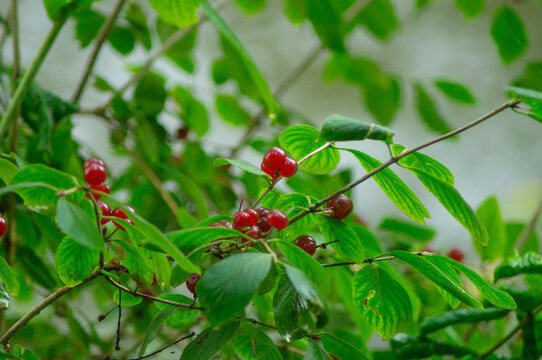 "Poison Berries" Images – Browse 3,337 Stock Photos, Vectors, and Video ...