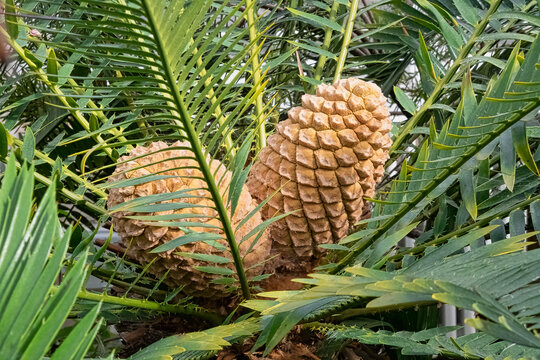 Encephalartos Bilder – Durchsuchen 509 Archivfotos, Vektorgrafiken und ...
