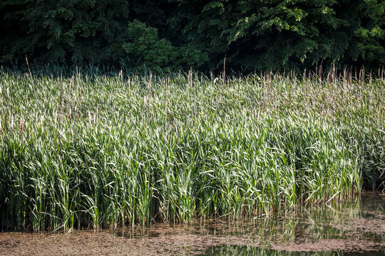 รูปภาพInvasive – เลือกดูภาพถ่ายสต็อก เวกเตอร์ และวิดีโอ42,790 | Adobe Stock