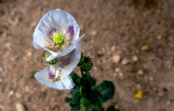 "Poppy Straw" Bilder – Durchsuchen 1,105 Archivfotos, Vektorgrafiken ...