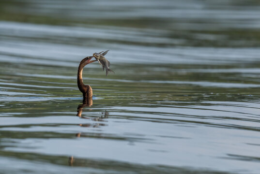 รูปภาพ"Darter – เลือกดูภาพถ่ายสต็อก เวกเตอร์ และวิดีโอ18,358 | Adobe Stock