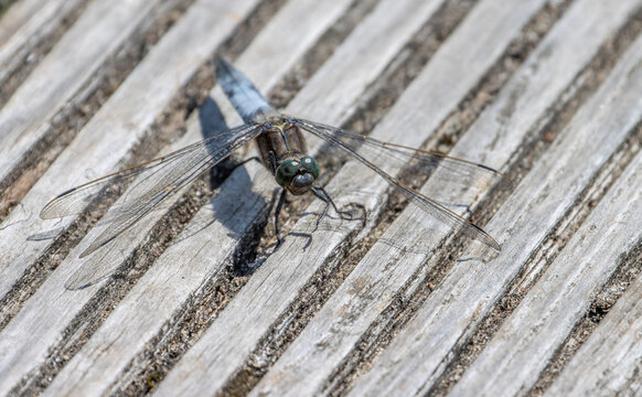 Liebelle Images – Browse 49 Stock Photos, Vectors, and Video | Adobe Stock