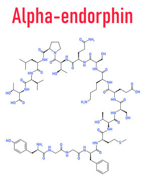 Alpha-Endorphin Images – Browse 14 Stock Photos, Vectors, and Video ...