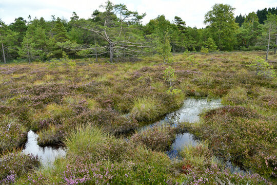Sumpfig Bilder – Durchsuchen 1,054 Archivfotos, Vektorgrafiken und ...
