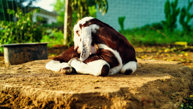 Haarlinge Bilder – Durchsuchen 451 Archivfotos, Vektorgrafiken und ...