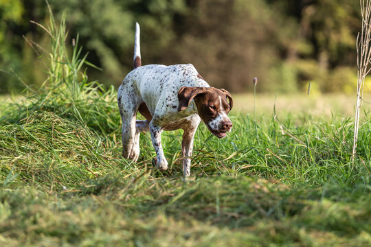 Jagdhundrasse Bilder – Durchsuchen 76,969 Archivfotos, Vektorgrafiken ...