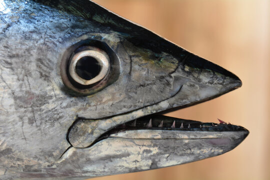 「Palamud」の写真素材 | 2件の無料イラスト画像 | Adobe Stock