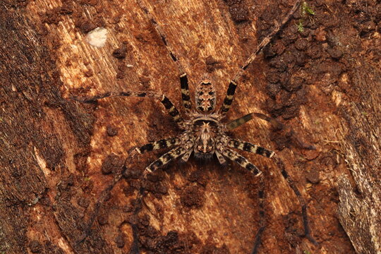 Babouk Images – Parcourir 244 le catalogue de photos, vecteurs et ...