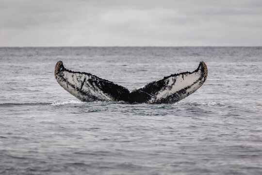Furchenwal Bilder – Durchsuchen 1,667 Archivfotos, Vektorgrafiken und ...