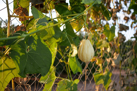รูปภาพIskus – เลือกดูภาพถ่ายสต็อก เวกเตอร์ และวิดีโอ5,283 | Adobe Stock
