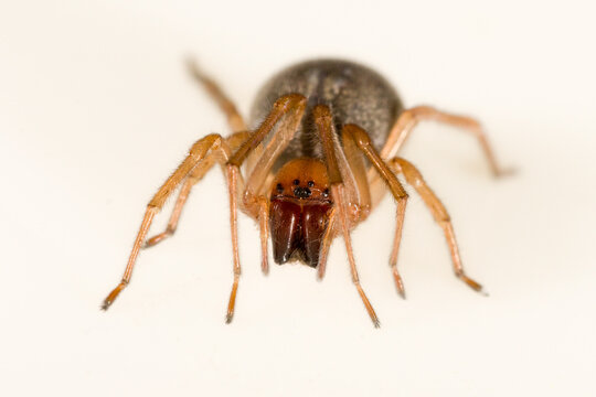 รูปภาพArachnidae – เลือกดูภาพถ่ายสต็อก เวกเตอร์ และวิดีโอ171,729 ...