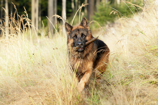 Wilczur Bilder – Durchsuchen 136 Archivfotos, Vektorgrafiken und Videos ...