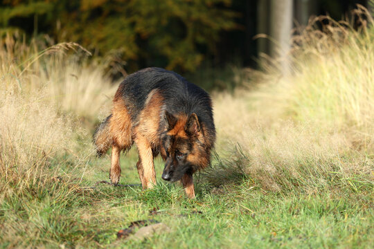 Wilczur Bilder – Durchsuchen 136 Archivfotos, Vektorgrafiken und Videos ...