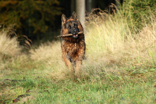 Wilczur Bilder – Durchsuchen 136 Archivfotos, Vektorgrafiken und Videos ...