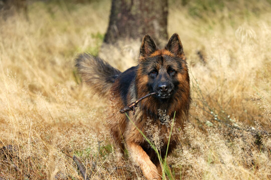 Wilczur Bilder – Durchsuchen 147 Archivfotos, Vektorgrafiken und Videos ...