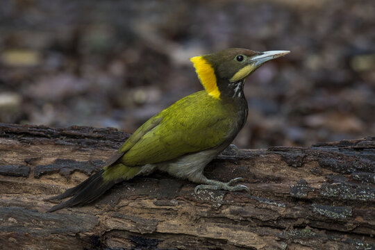 Piciform bilder – Bläddra bland 6,121 stockfoton, vektorer och videor ...