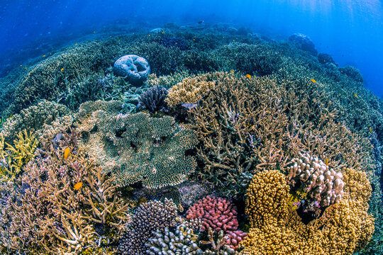 Riffe Bilder – Durchsuchen 1,009,813 Archivfotos, Vektorgrafiken und ...