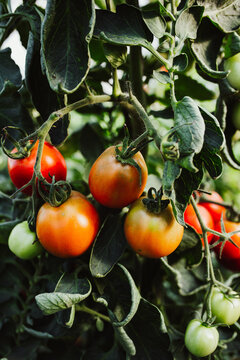 Strauchtomate Bilder – Durchsuchen 45,269 Archivfotos, Vektorgrafiken ...