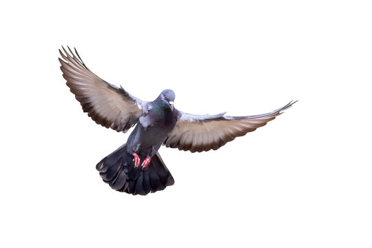 Flying Pigeon