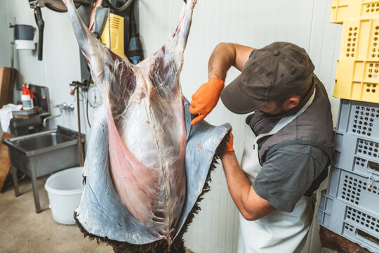 รูปภาพButchering – เลือกดูภาพถ่ายสต็อก เวกเตอร์ และวิดีโอ1,302,619 ...