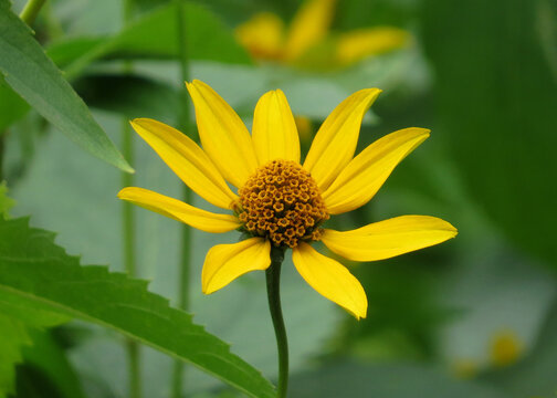 "False Sunflower" Bilder – Durchsuchen 994 Archivfotos, Vektorgrafiken ...