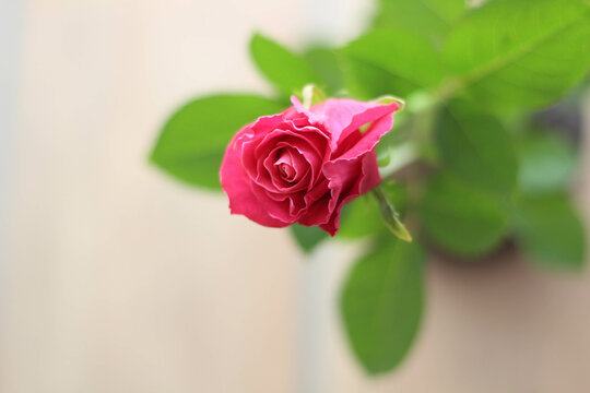 Royal Beautiful Pink Rose Flower Images | Best Flower Site