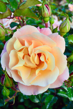 Fetard Images – Parcourir 212 le catalogue de photos, vecteurs et ...