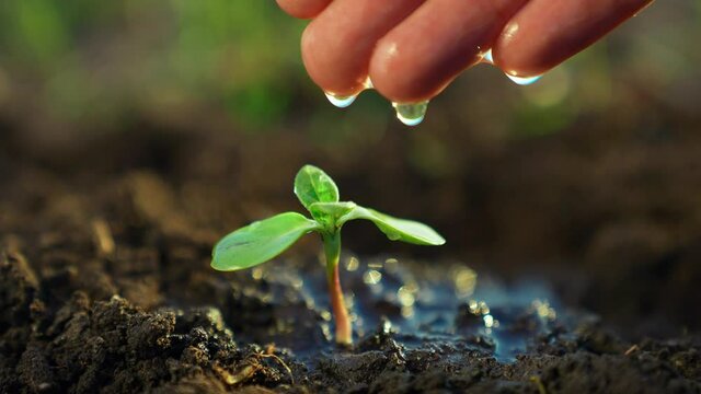 Sapling Images – Browse 132,255 Stock Photos, Vectors, and Video ...