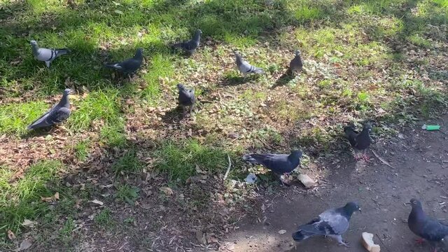 "Urban Bird" Images – Browse 1,415 Stock Photos, Vectors, and Video ...