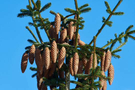 รูปภาพRottanne – เลือกดูภาพถ่ายสต็อก เวกเตอร์ และวิดีโอ180 | Adobe Stock