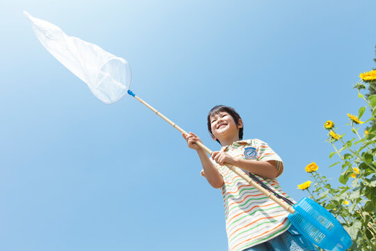 "Aerial Insect Net" Images – Browse 18,155 Stock Photos, Vectors, and ...