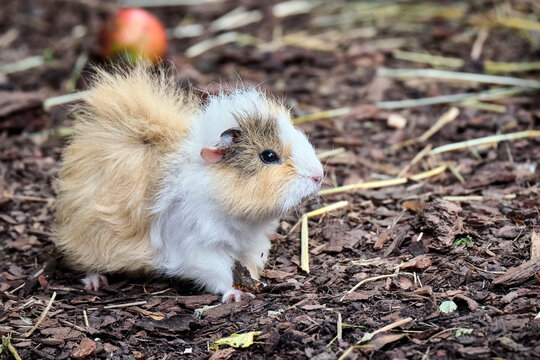 「Caviinae」の画像 - 188 件の Stock 写真、ベクターおよびビデオ | Adobe Stock