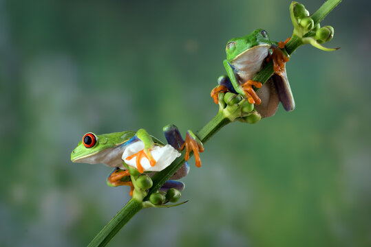 Tree Frogs Jumping