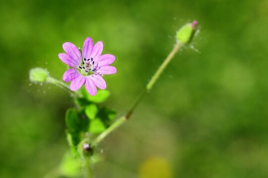 Pinwing 이미지 – 찾아보기 193 스톡 사진, 벡터 및 비디오 | Adobe Stock