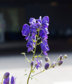 Imagens de Wolfsbane – Explore Fotografias do Stock, Vetores e Vídeos ...