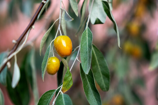 Oleaster Imagens – Procure 1,049 fotos, vetores e vídeos | Adobe Stock