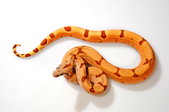 Jiboia-Constritora Images – Browse 40 Stock Photos, Vectors, and Video ...