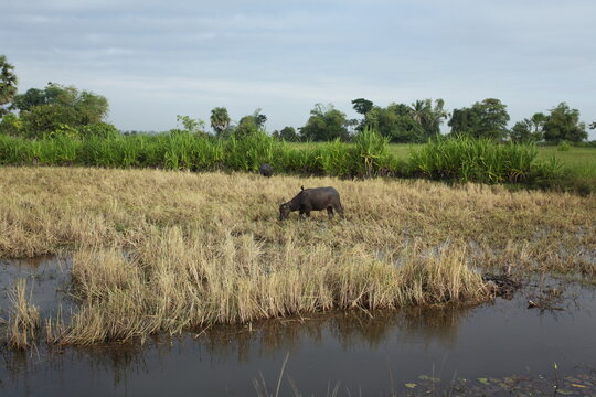 Moujik 이미지 – 찾아보기 1,785 스톡 사진, 벡터 및 비디오 | Adobe Stock
