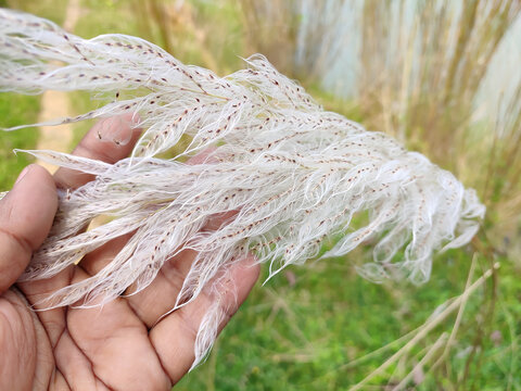 Kashful Images – Browse 246 Stock Photos, Vectors, and Video | Adobe Stock