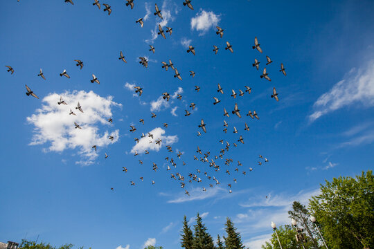 Blue Sky With Birds In Formation Images – Browse 20,395 Stock Photos ...