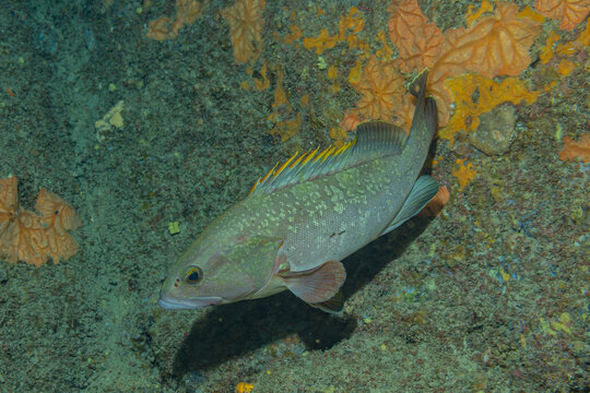 Zackenbarsch Bilder – Durchsuchen 23,399 Archivfotos, Vektorgrafiken ...