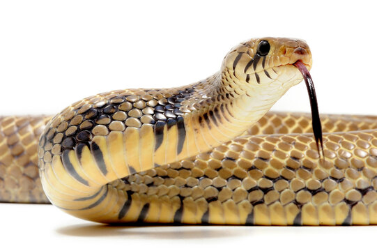 Imagens de Cribo – Explore Fotografias do Stock, Vetores e Vídeos de 15 ...