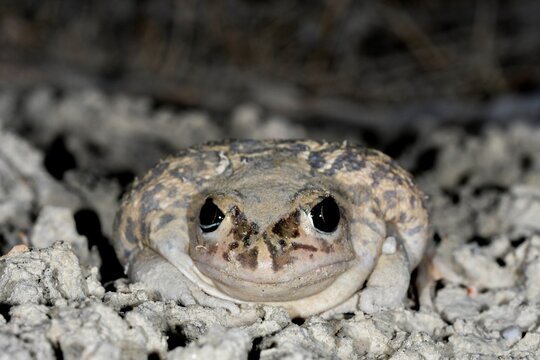 Hoptoad Bilder – Durchsuchen 551 Archivfotos, Vektorgrafiken und Videos ...