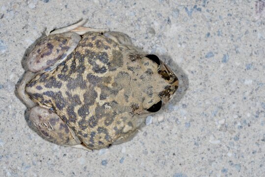 Hoptoad Bilder – Durchsuchen 552 Archivfotos, Vektorgrafiken und Videos ...