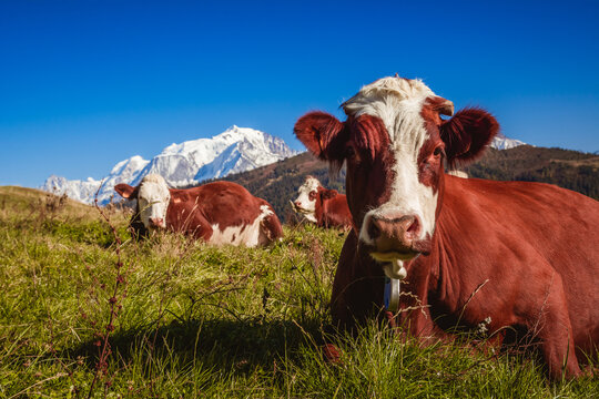 「Ruminer」の画像 - 760 件の Stock 写真、ベクターおよびビデオ | Adobe Stock