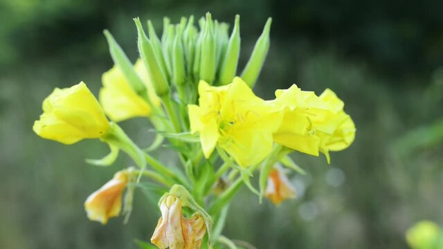 Fever-Plant Images – Browse 92 Stock Photos, Vectors, and Video | Adobe ...