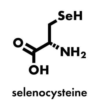 Selenocystein Imagens – Procure 21 fotos, vetores e vídeos | Adobe Stock