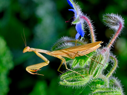 Mante Bilder – Durchsuchen 1,118 Archivfotos, Vektorgrafiken und Videos ...