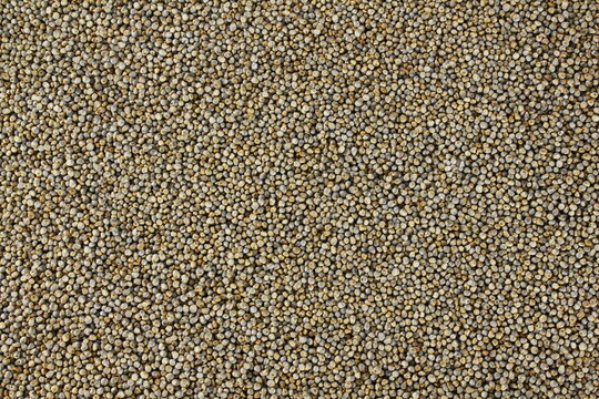 Bajra Images – Browse 1,928 Stock Photos, Vectors, and Video | Adobe Stock