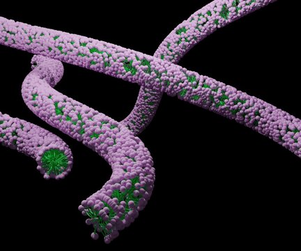 Amphiphil Bilder – Durchsuchen 95 Archivfotos, Vektorgrafiken und ...